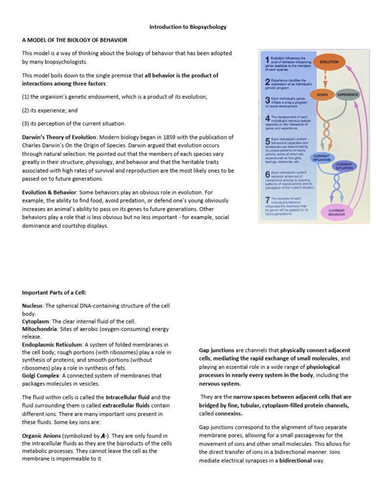 Biopsychology (AutoRecovered) | PDF | Cerebrum | Hypothalamus