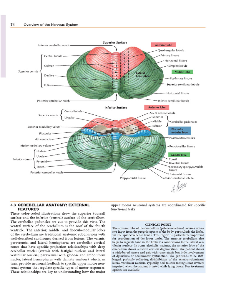 2016 - Netter's Atlas of Neuroscience - 3rd Edition - Cerebellum | PDF