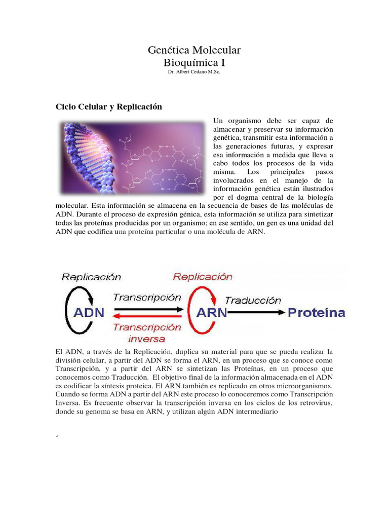 Guía Genética Molecular - Ciclo Celular y Replicación | PDF | Adn | Cromatina