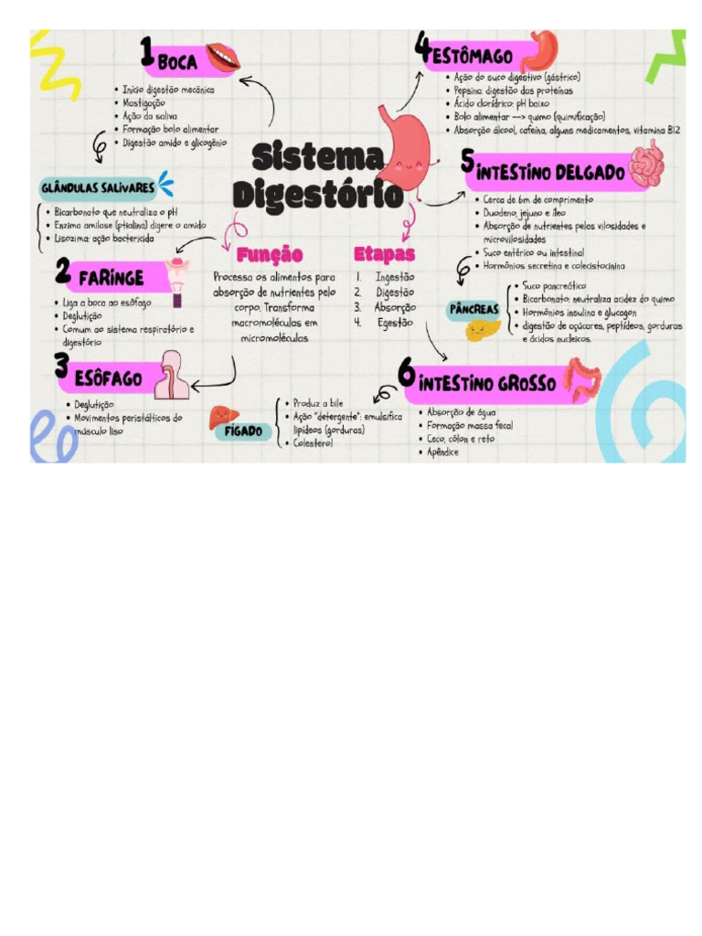 Sistema Digestório Mapa Mental | PDF