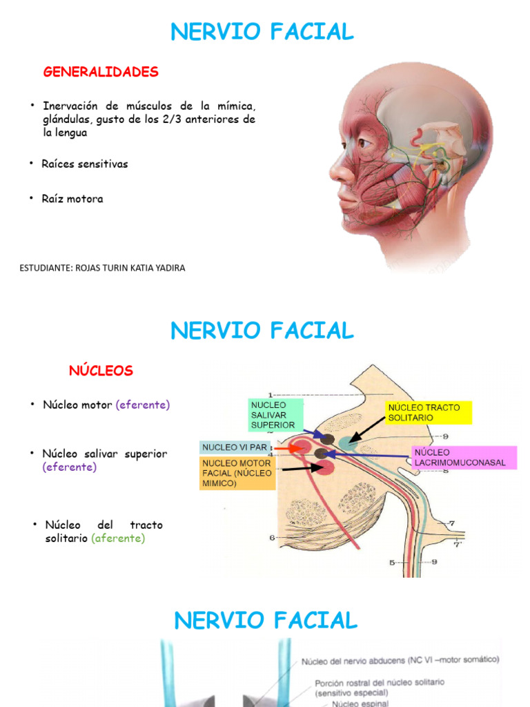 NERVIO FACIAL Y VESTIBULOCOCLEAR | PDF | Neuroanatomía | Sistema Auditorio