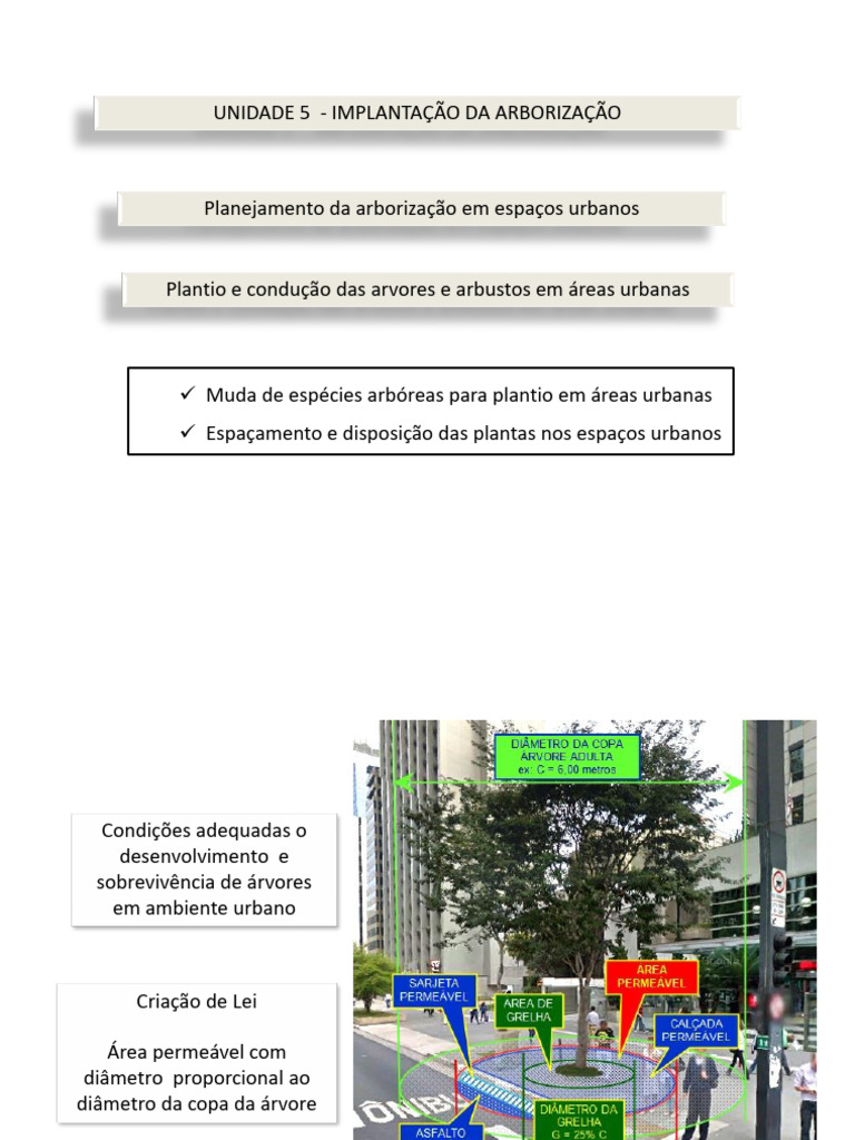UNIDADE 5 - IMPLANTAÇÃO DA ARBORIZAÇÃO | PDF | Árvores | Botânica