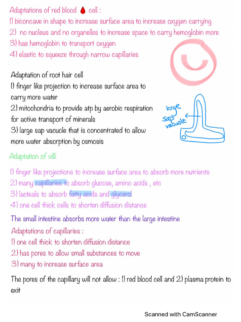 Adaptations List o Level | PDF