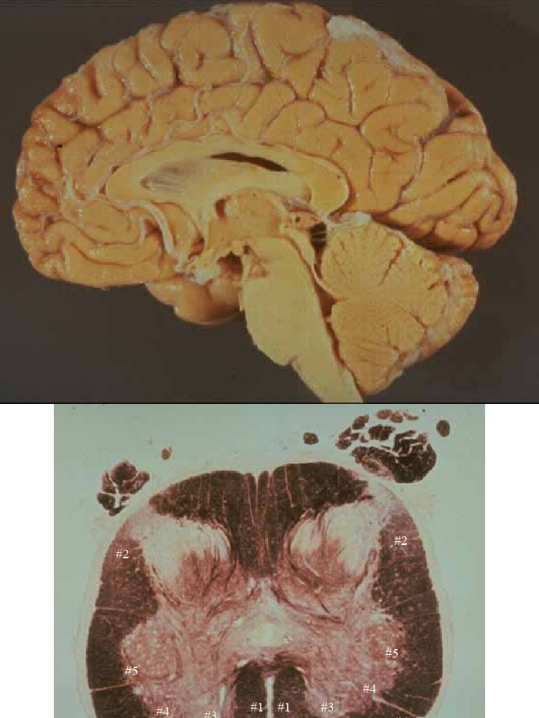 Block 4 Lab Slides Practice 2 | PDF