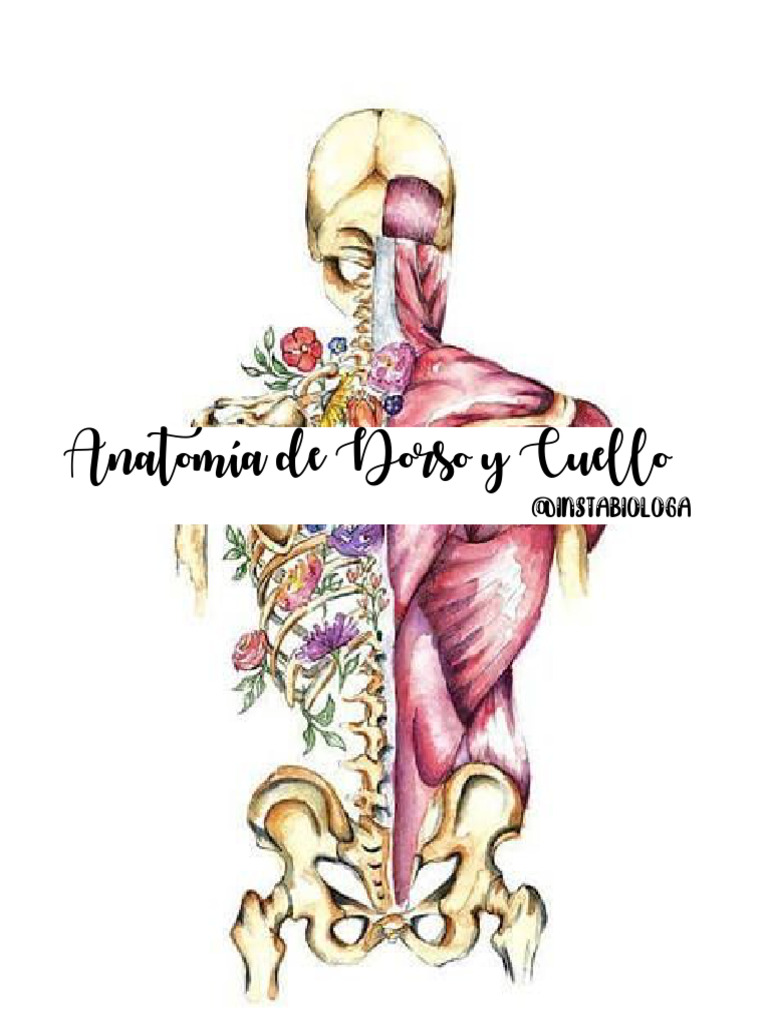 Anatomía de Dorso y Cuello @instabiologa | PDF | La columna vertebral | Vértebra