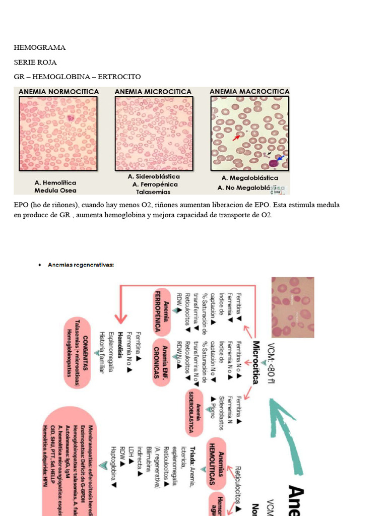 HEMOGRAMA Explicat | PDF | Diabetes | Resistencia a la insulina