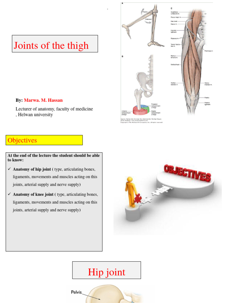 Lect 3 (Joints of The Thigt) - III | PDF | Knee | Hip