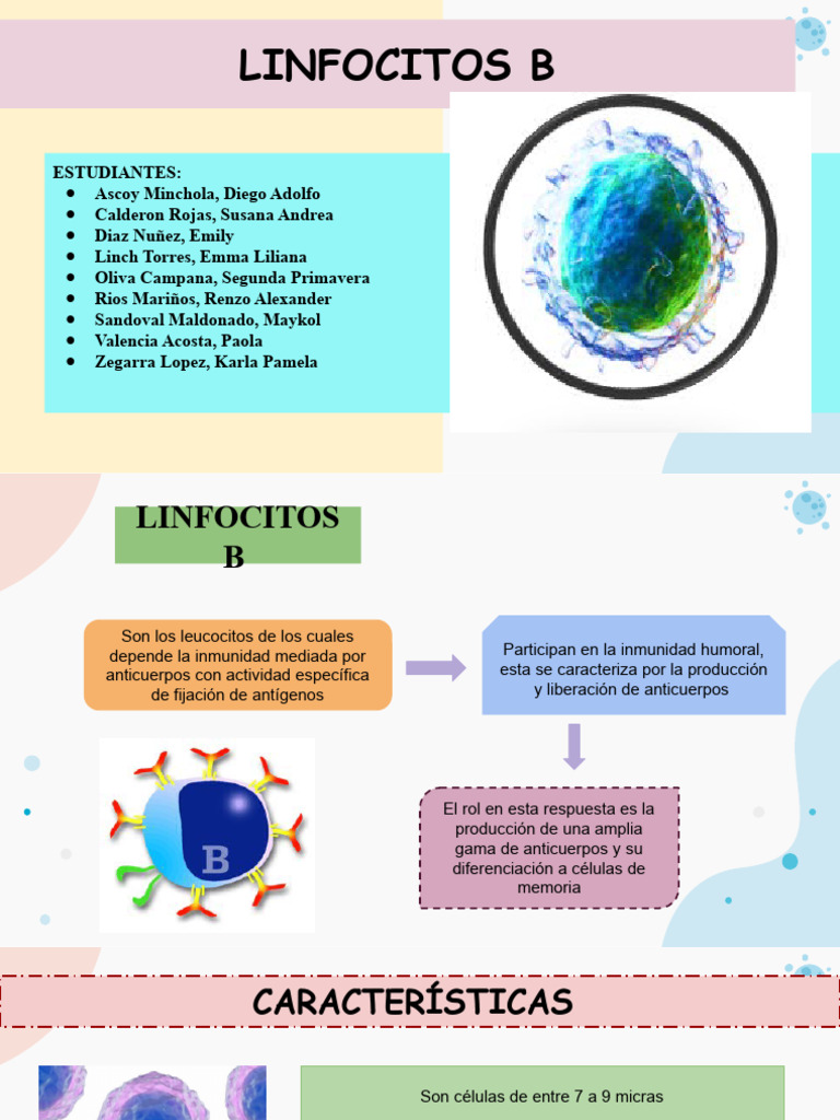 Linfocitos B | Descargar gratis PDF | Linfocitos | Célula B
