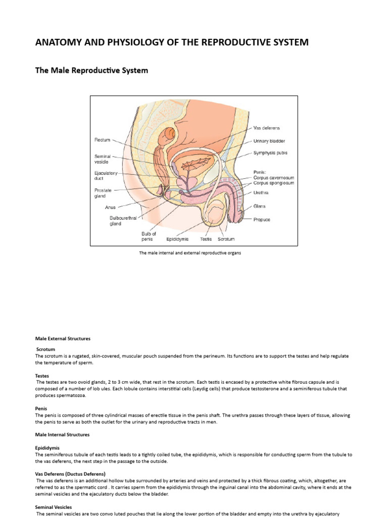 MCN Cheat Sheet | PDF | Labia | Uterus