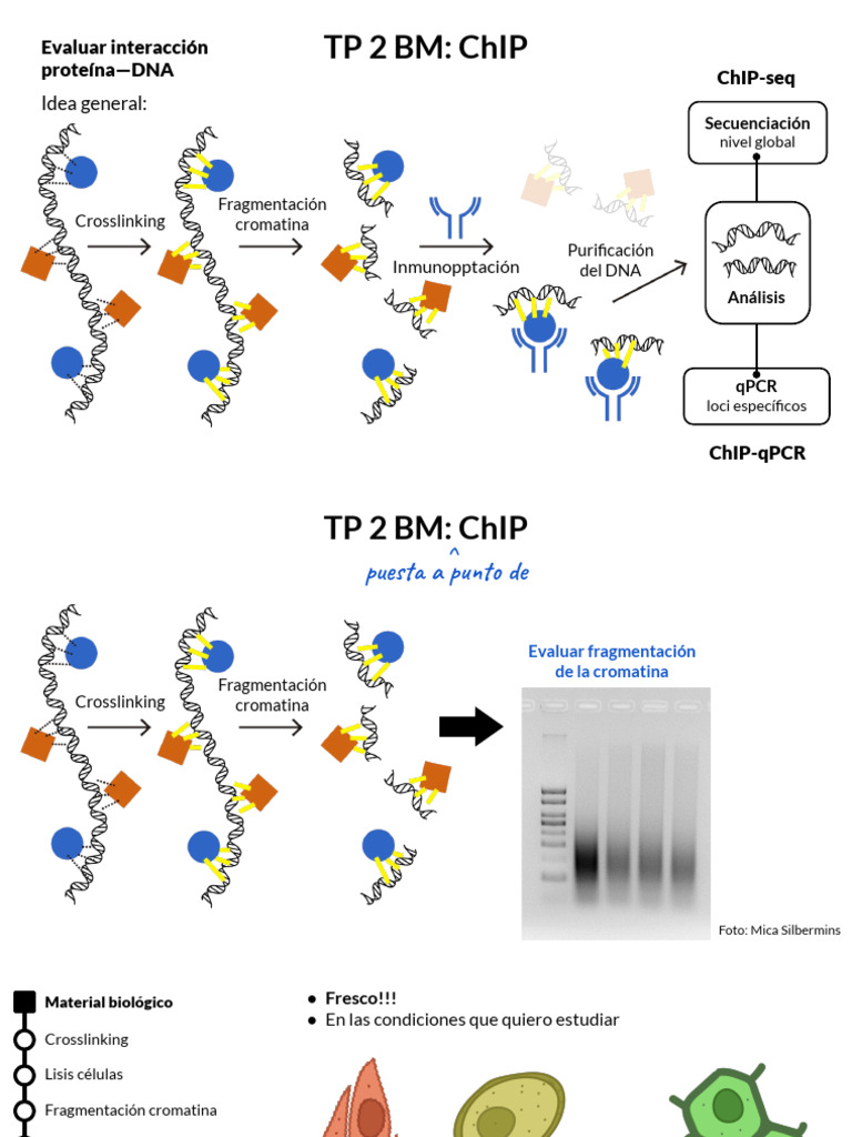 Clase TP ChIP BM 2024 Turno 3 | PDF | Inmunoprecipitación | Adn