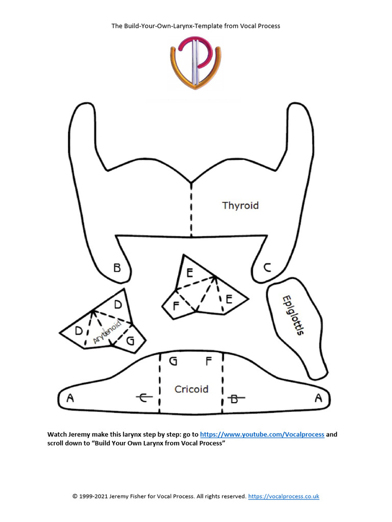 Build Your Own Tilting Larynx Model | PDF | Larynx | Anatomy