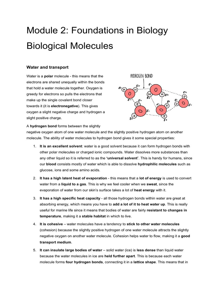Biology Basics: Water, Carbs, Lipids, Proteins | PDF | Carbohydrates ...
