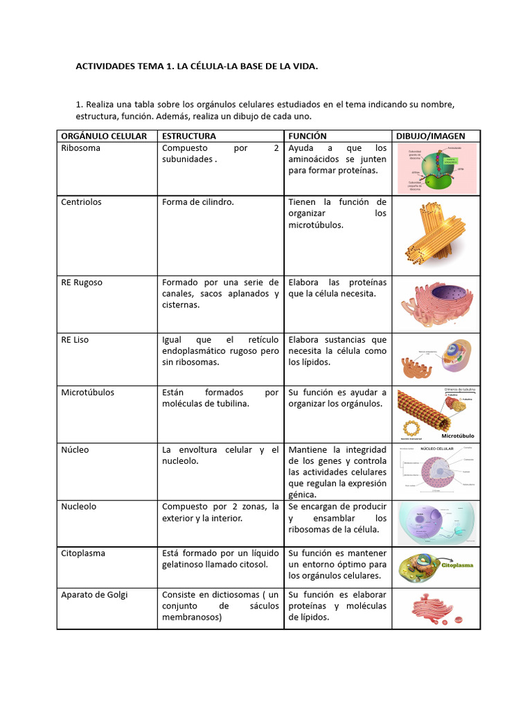 Actividades Tema 1. La Célula | PDF | Biología Celular) | Ciencias de ...