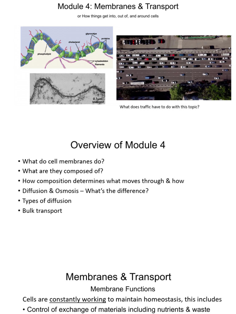 Membranes and Transport: Slides | PDF | Cell Membrane | Osmosis