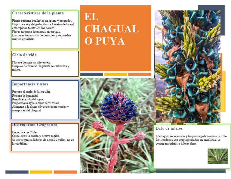 Chagual: Planta Perenne de Chile | PDF | Ciencia y matemáticas | Tecnología