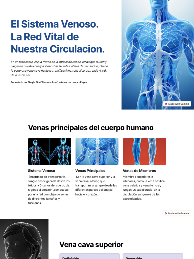 La Red Venosa: Circulación Vital | PDF | Sistema circulatorio | Vena