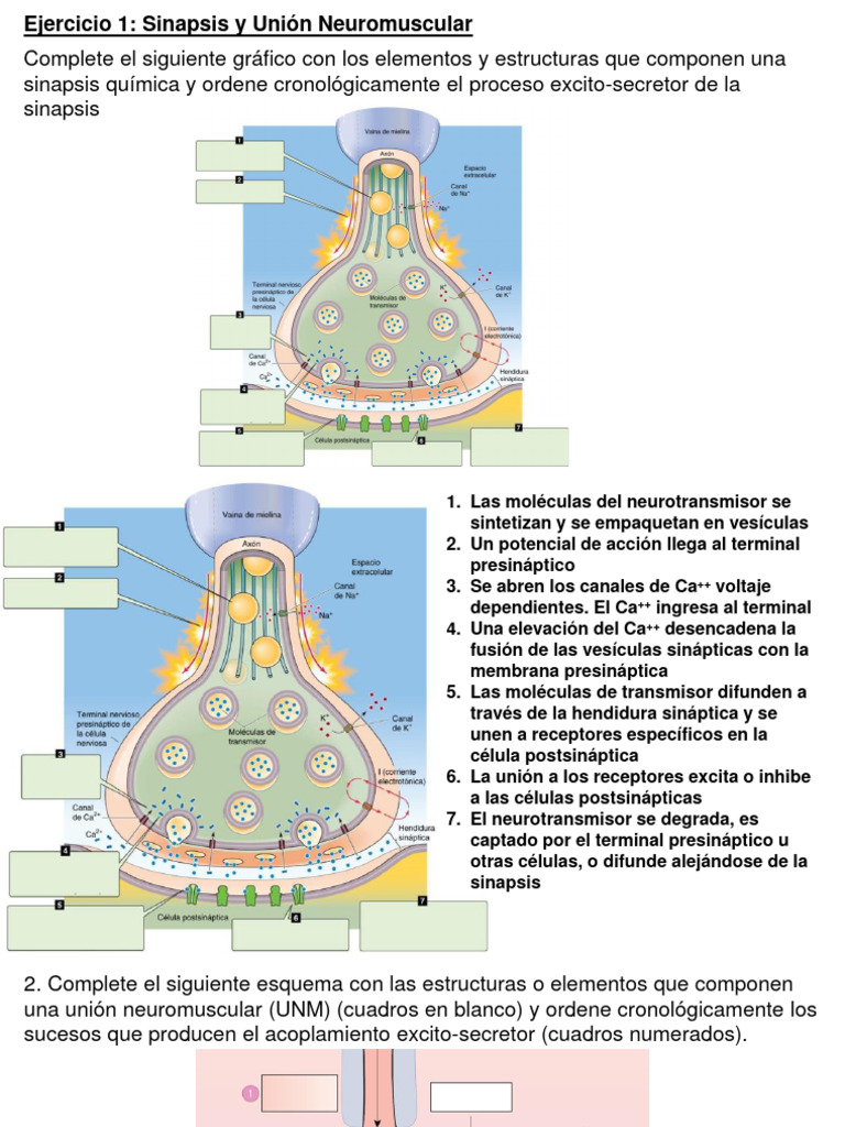 Sinapsis y Unión Neuromuscular: Mecanismos y Comparaciones | PDF ...