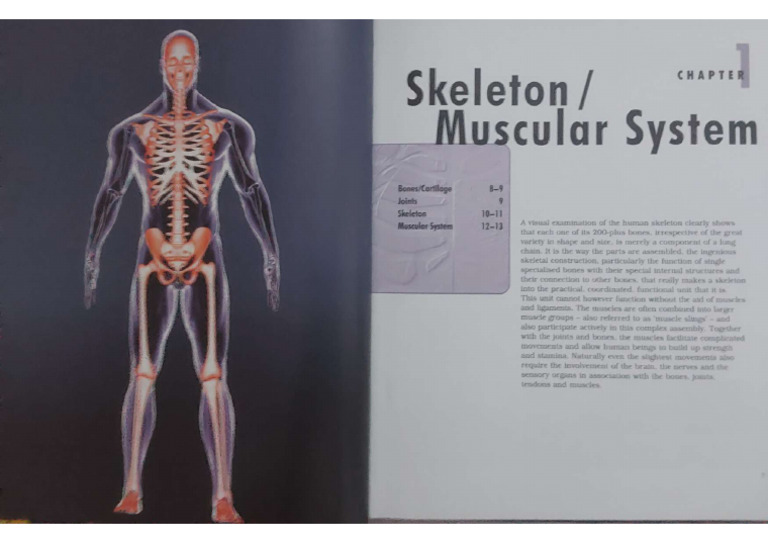 Skeleton/muscular system | PDF