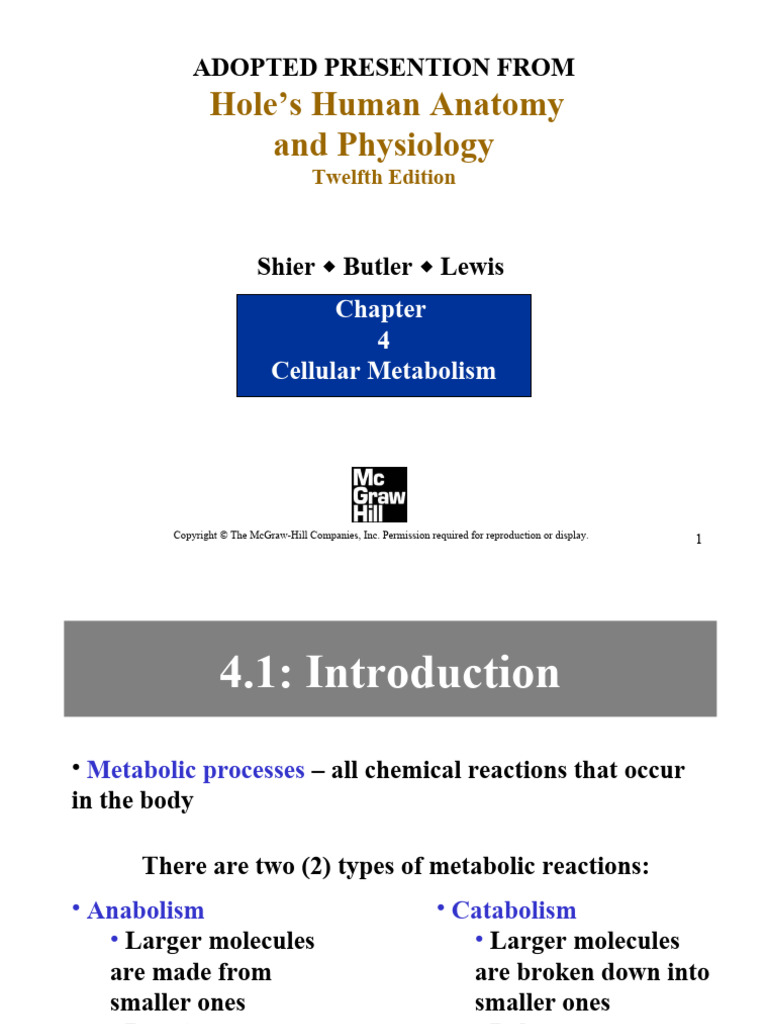 Chapter 4 Cellular Metabolism | PDF | Cellular Respiration | Adenosine Triphosphate