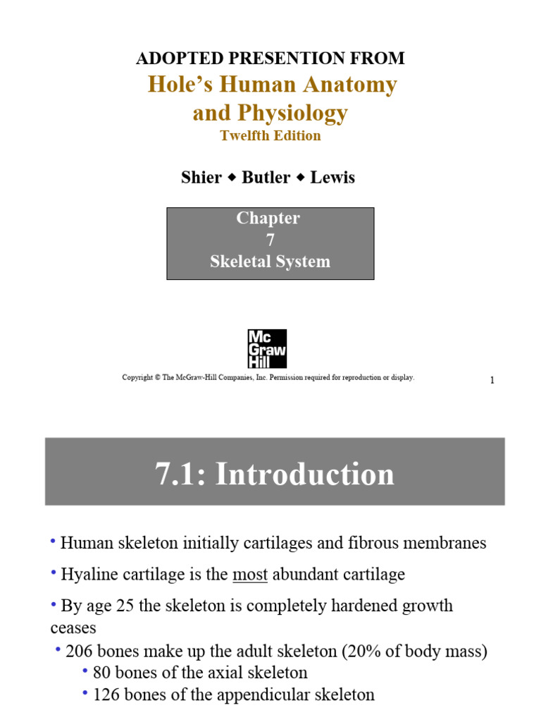 Chapter 7 Skeletal System | PDF | Bone | Skeleton