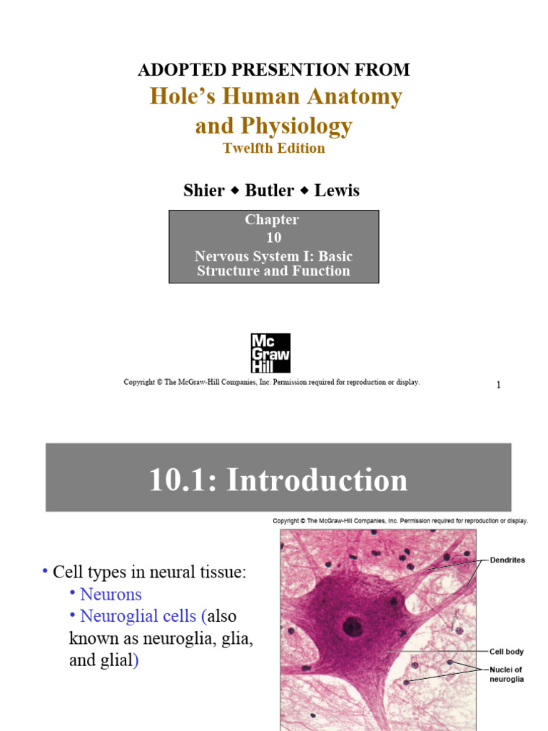 Chapter 10 Nervous System Basic Structure and Function | PDF | Axon ...