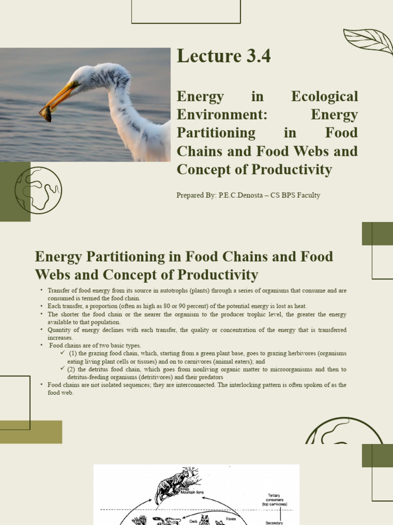 Energy Flow in Food Chains & Webs | PDF | Food Web | Primary Production