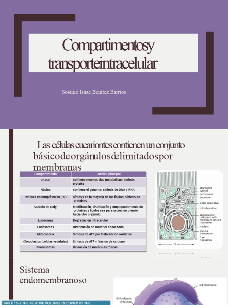 Biocel 3 | PDF | Actina | Nucleo celular