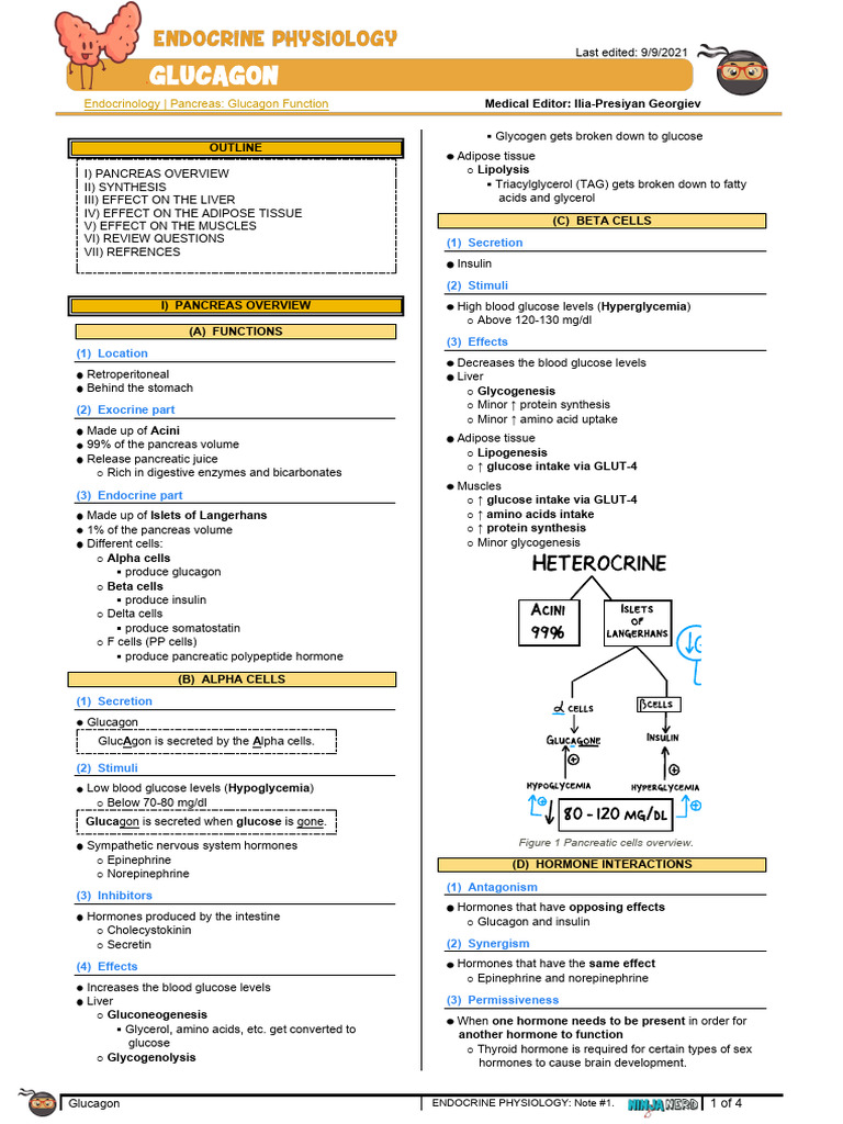 053 - Endocrinology Physiology) Pancreas Glucagon Function | PDF ...