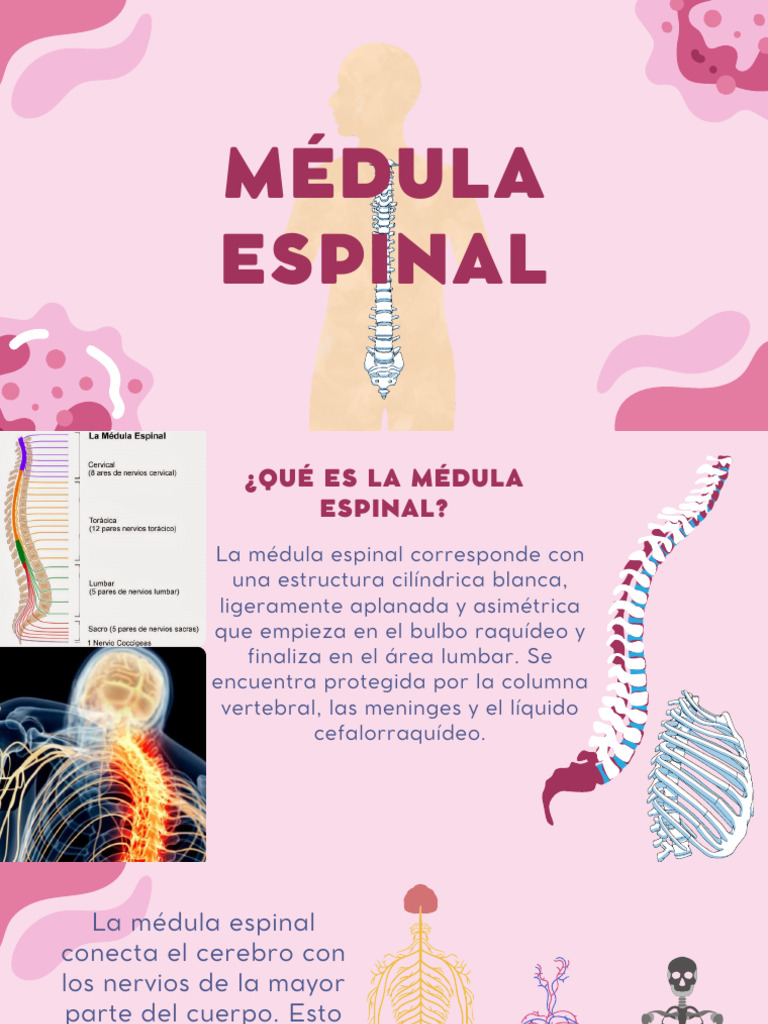 Cerebro, Medula Espinal, Encefalo | PDF | Médula espinal | Cerebro