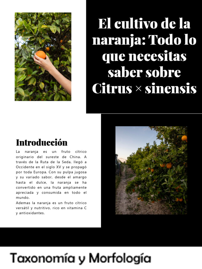 wepik-el-cultivo-de-la-naranja-todo-lo-que-necesitas-saber-sobre-citrus-sinensis ...