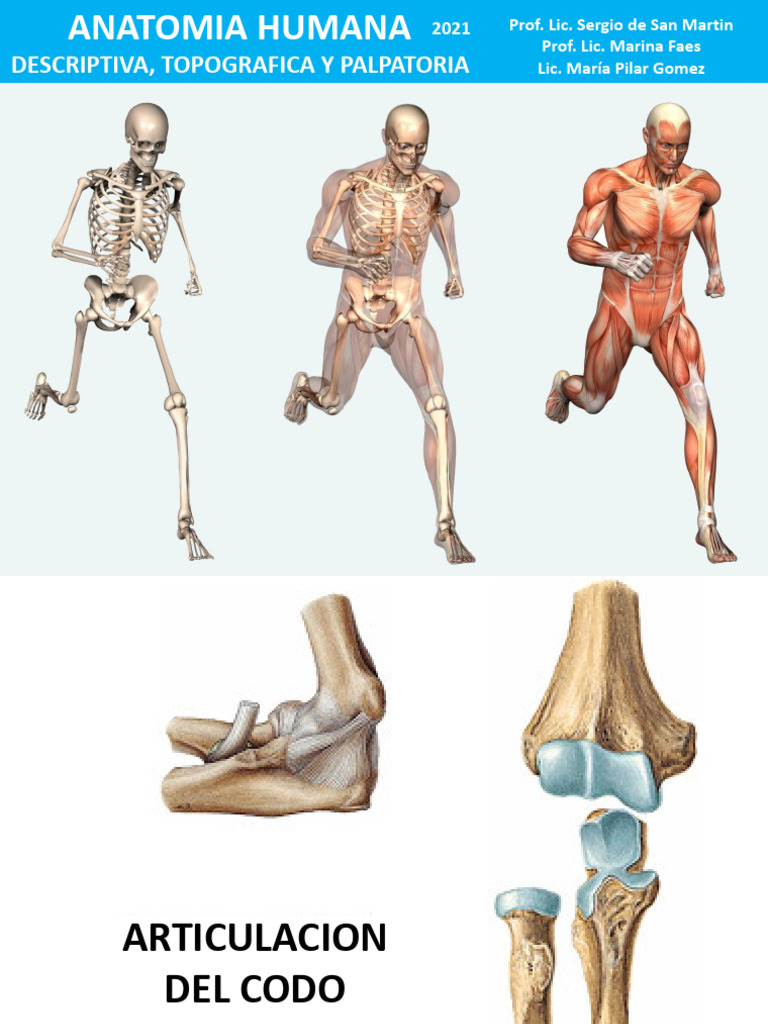 Clase 10 - Articulacion Del Codo - Osteologia - Articulaciones y Musculos | Descargar gratis PDF ...
