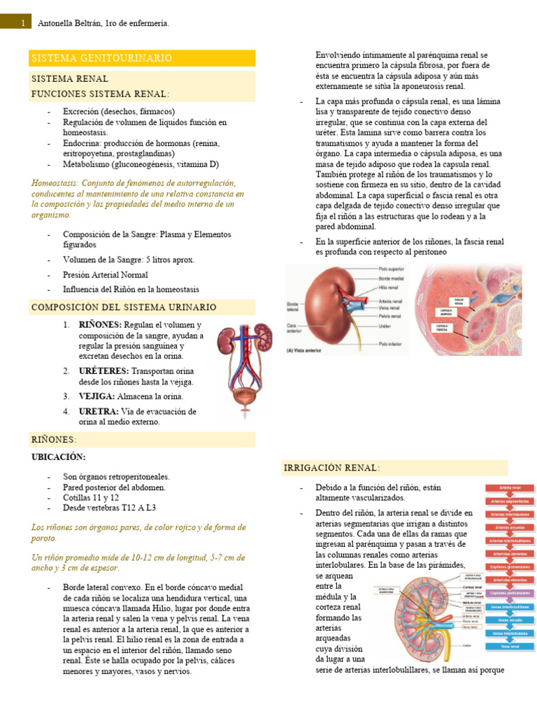 Sistema Genitourinario | PDF | Riñón | Anatomía humana