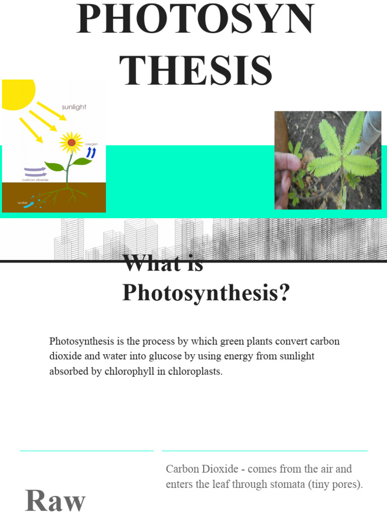 PHOTOSYNTHESIS | Download Free PDF | Leaf | Photosynthesis