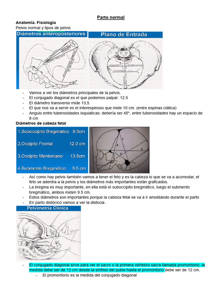 Parto Normal | PDF | Parto | Pelvis