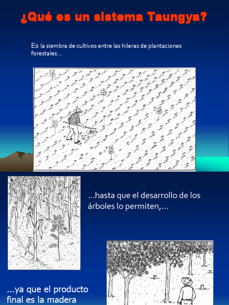 Sistema Taungya: Agrosilvicultura Eficiente | PDF | Agricultura | Los ...