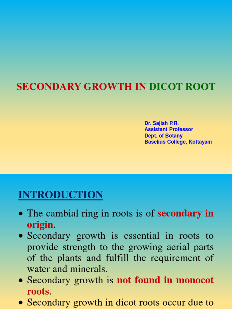 Secondary Growth in Dicot Root | PDF