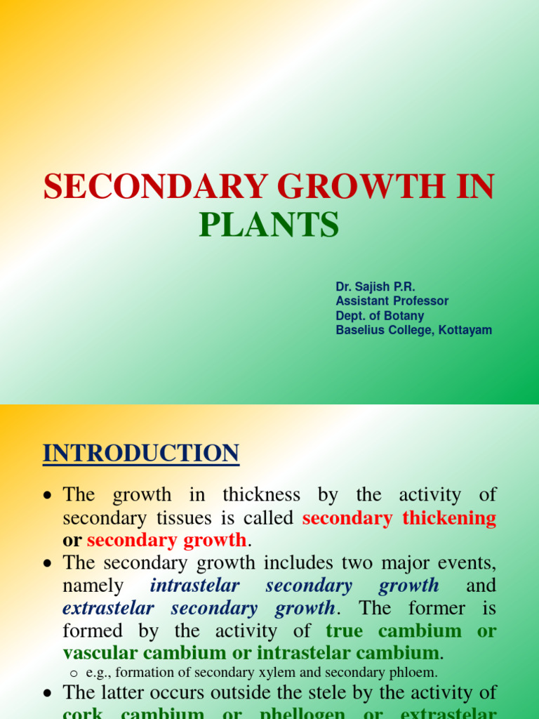 Secondary Growth in Dicot Stem | PDF | Plant Stem | Tissue (Biology)
