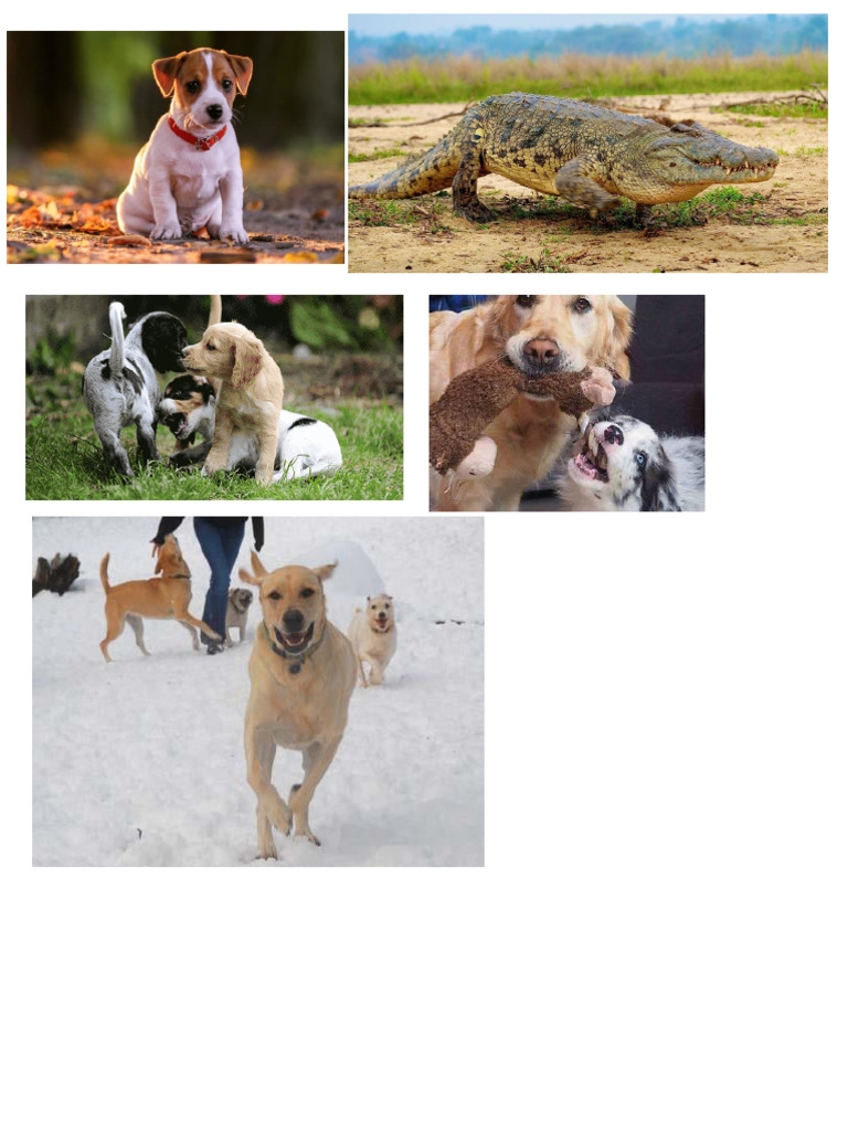 Etapas Del Cachorro | PDF