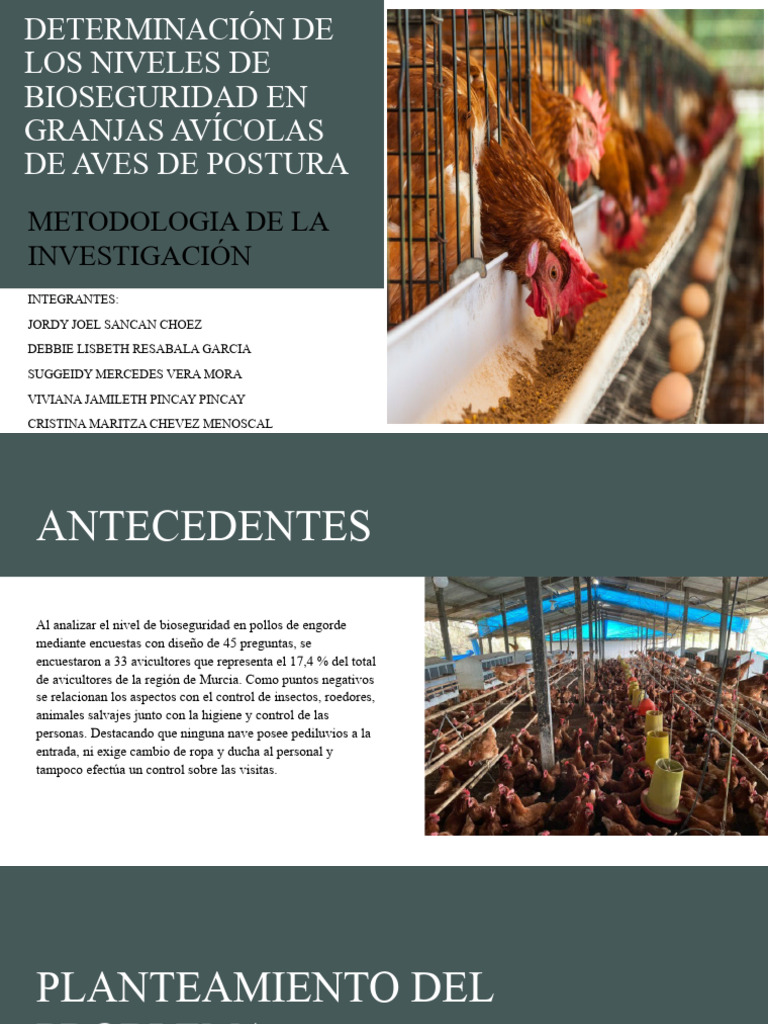 Determinación de Los Niveles de Bioseguridad en Granjas | PDF | Avicultura | Granjas