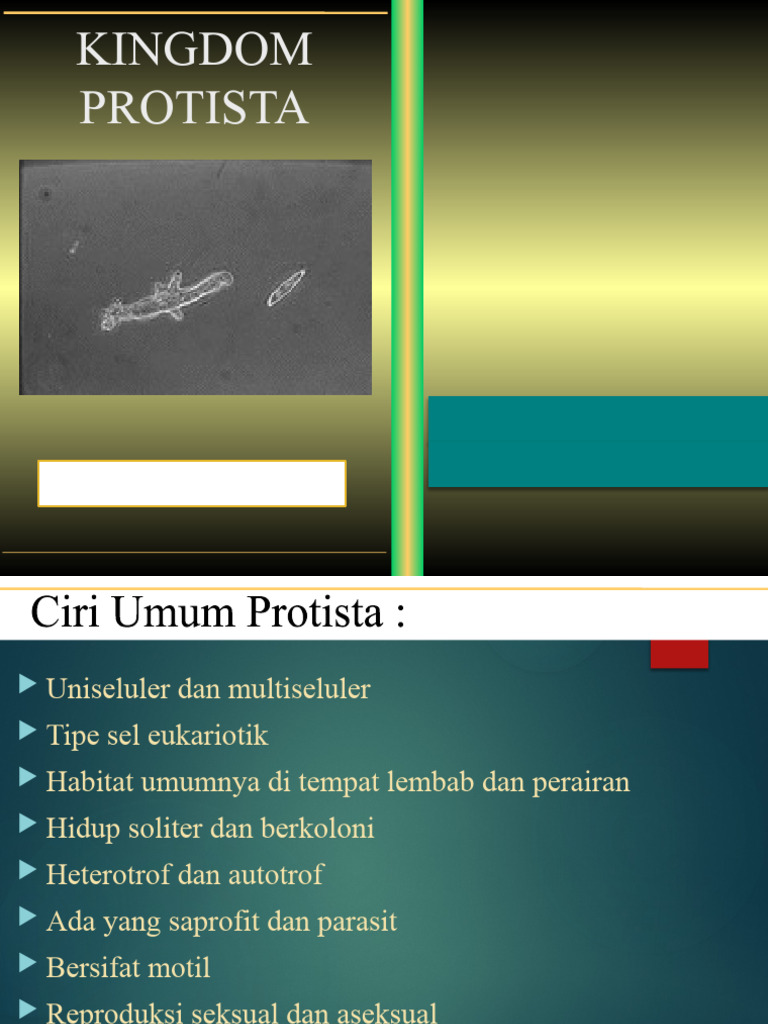 Kingdom Protista | PDF