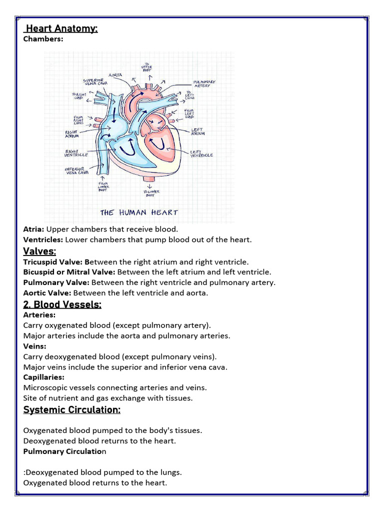 Heart Anatomy | PDF
