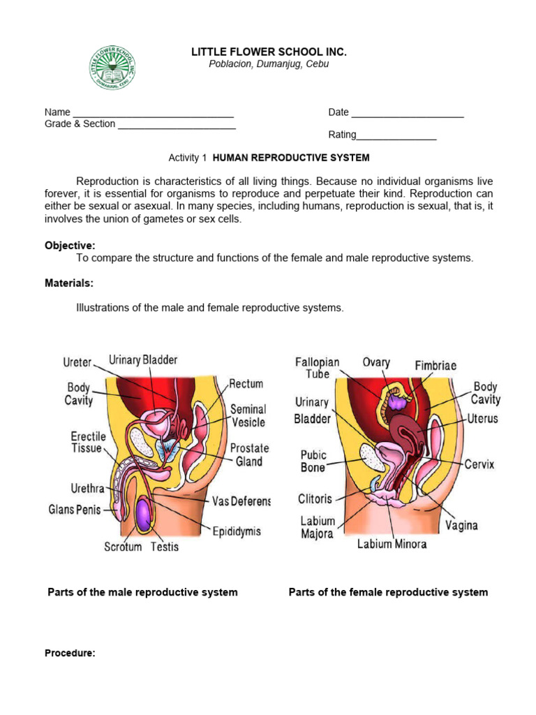Activity On Human Reproductive Systems Pdf Reproductive System Sex