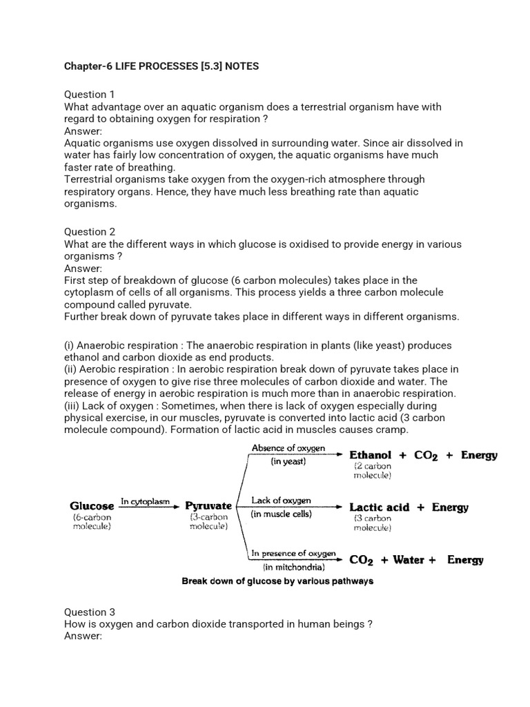 Document(73) | PDF | Respiratory System | Cellular Respiration
