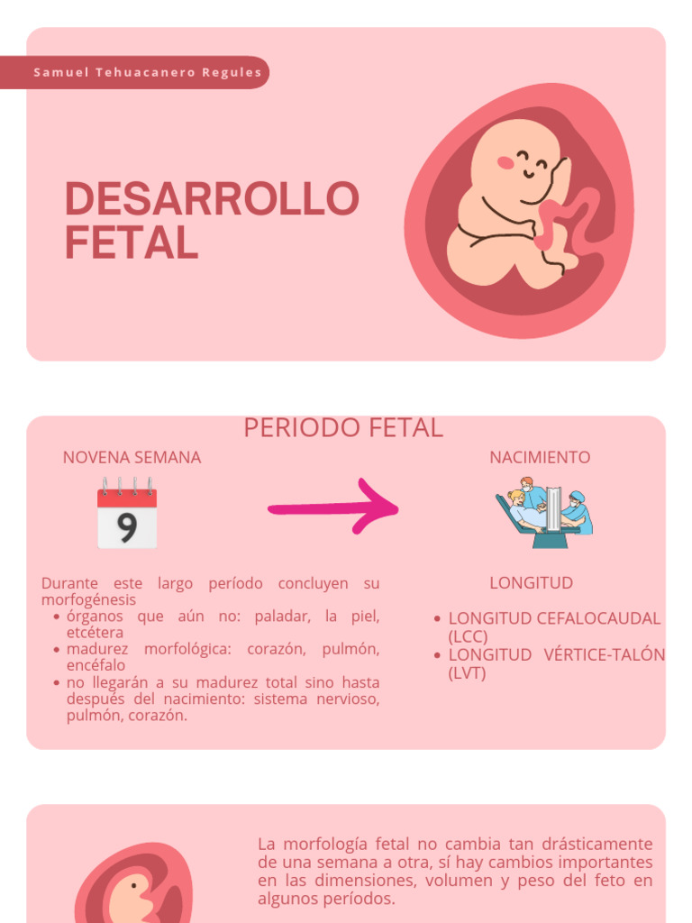 DESARROLLO FETAL | PDF | Feto | Anatomía