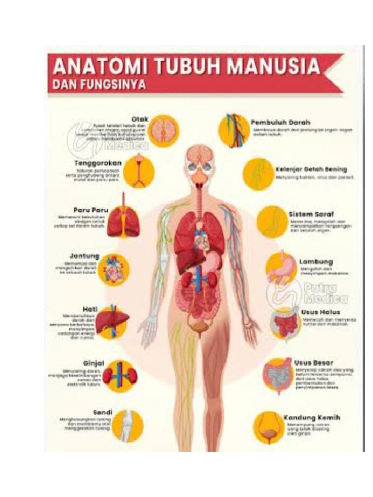 anatomi tubuh | PDF
