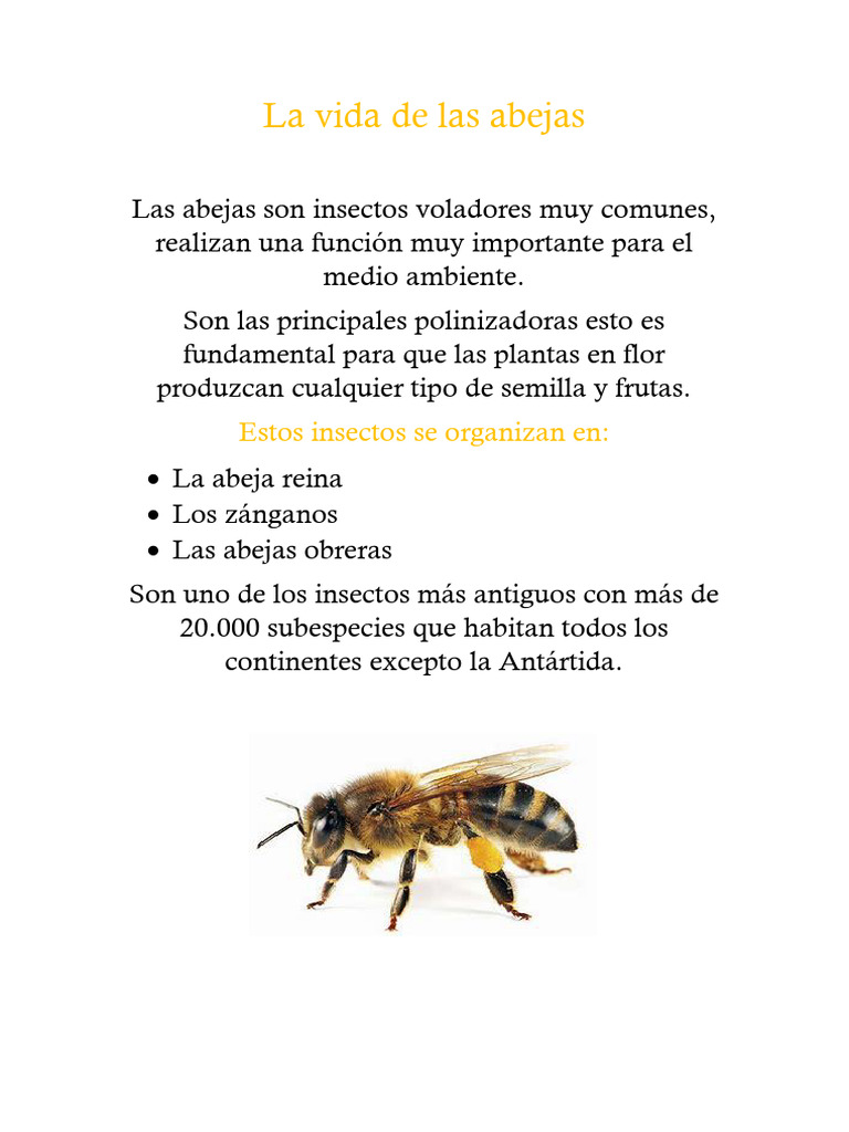 Las Abejas | PDF | Abejas | Miel