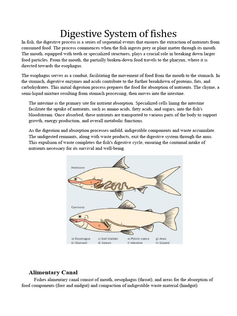 Digestive System of Fishes | PDF | Digestion | Gastrointestinal Tract
