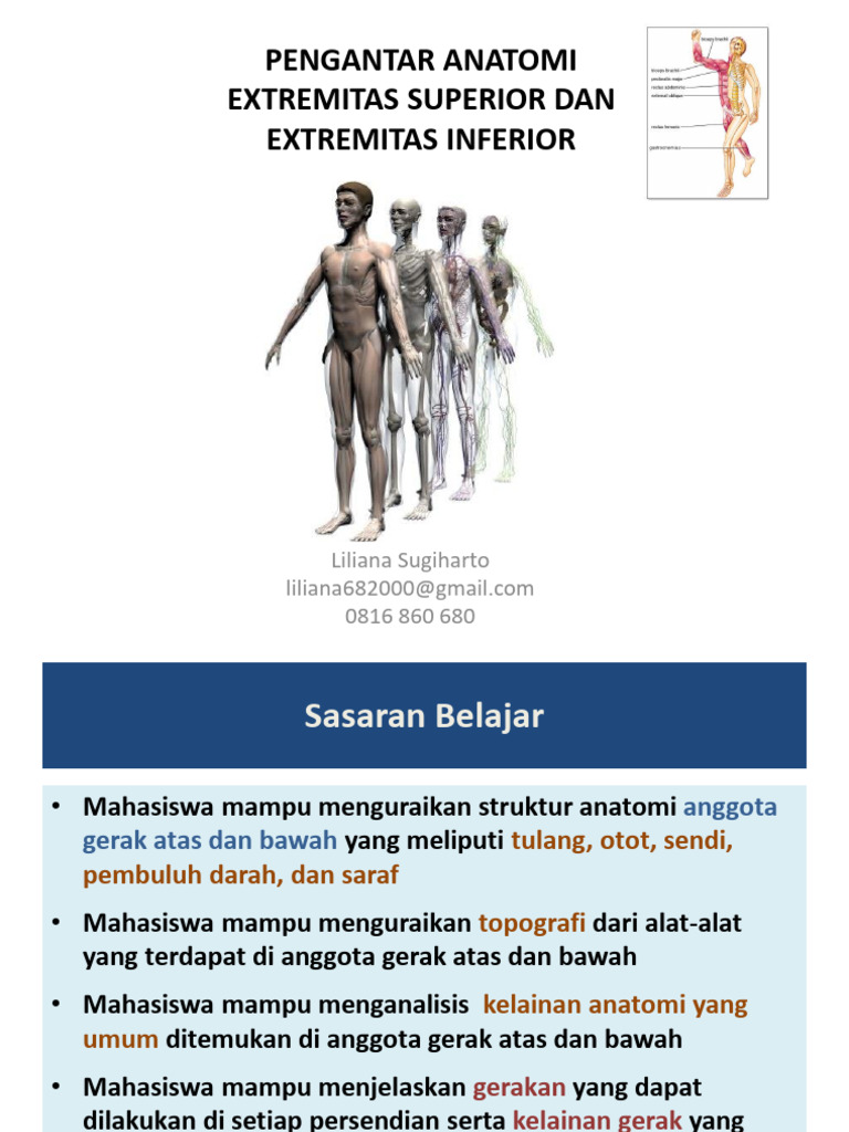 2023 11 13 Pengantar Anatomi Ext Sup Dan Ext Inf | PDF