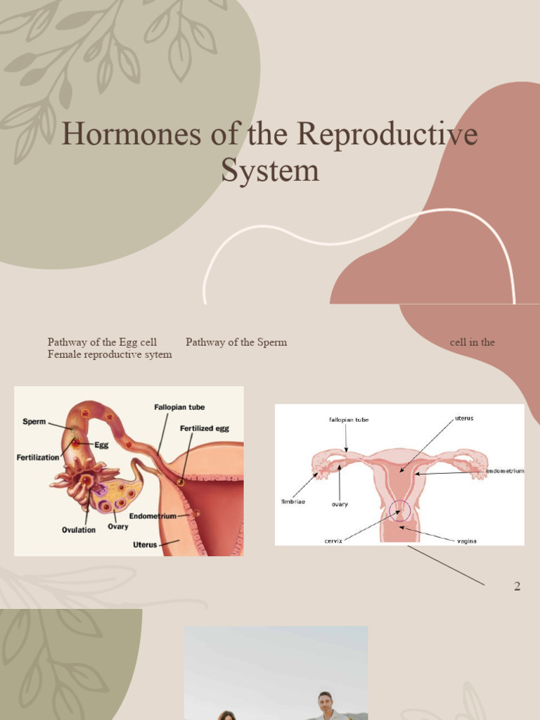 Hormones of The Reproductive System - COT | PDF | Luteinizing Hormone ...