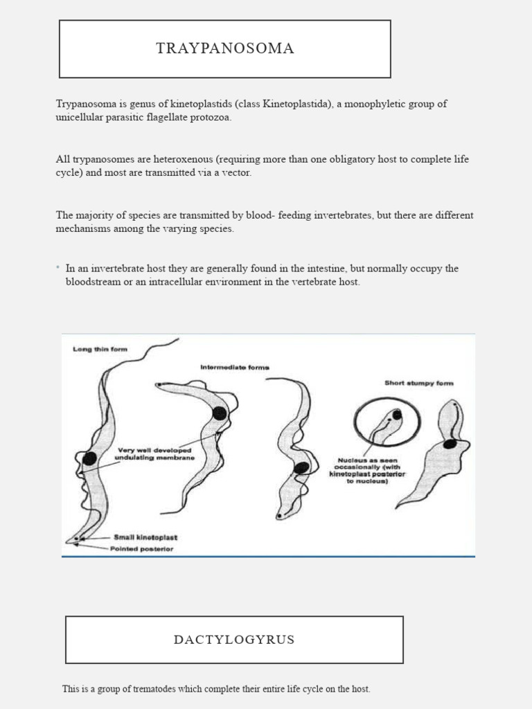 Identification of Fish Parasite | PDF